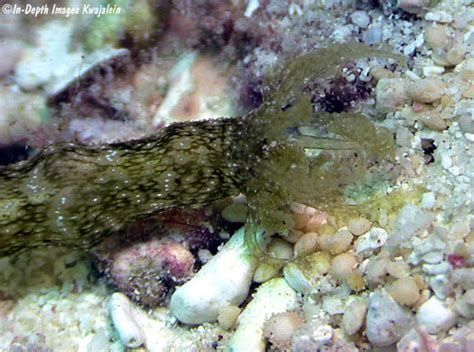 Synaptula Sp 1 Marshall Islands