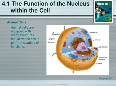 PPT The Function Of The Nucleus Within The Cell PowerPoint Presentation ID