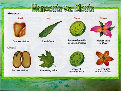 Plant Unit Ppt Video Online Download