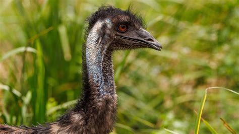 100 Emu Wallpapers