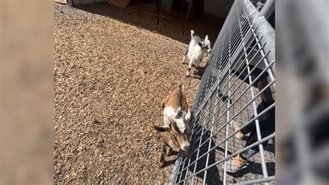 Vancouver's Orchards Feed seeks help finding stolen baby goats, rabbit