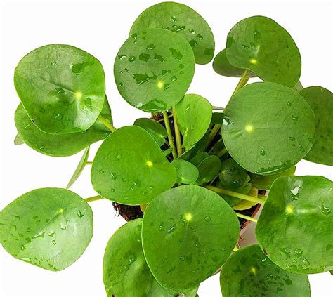 Pilea Archives Landosol Plant Farm Nursery
