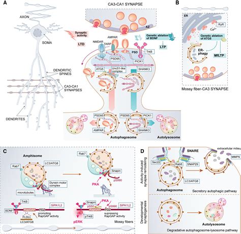 Neuronal Autophagy In The Control Of Synapse Function Neuron