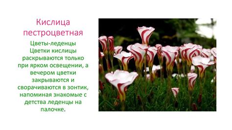 Удивительная природа - презентация онлайн