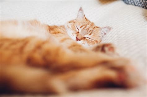 Treatment Options For Hyperthyroidism In Cats Somerset Vets
