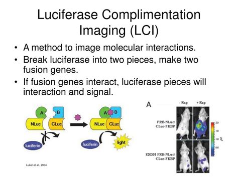 Ppt Molecular Imaging Powerpoint Presentation Free Download Id3387302