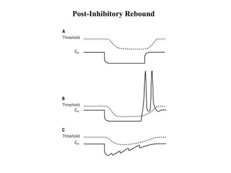 Ppt Synaptic Transmission Powerpoint Presentation Free Download Id1827623
