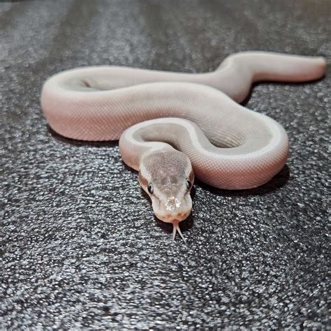 Ghi Mystic Potion Ball Python By Patuxent Pythons Llc Morphmarket