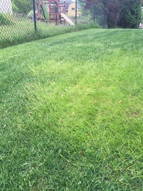Light Green Grass Patches At Samantha Mcwhae Blog