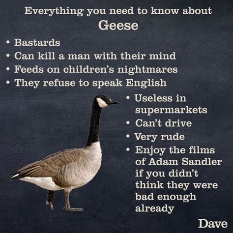 Geese Funny Pictures Funny Car Memes Tumblr Funny