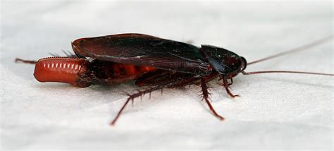 Smoky Brown Cockroach Pest Knowledge Base A1 Pest And Weed Control