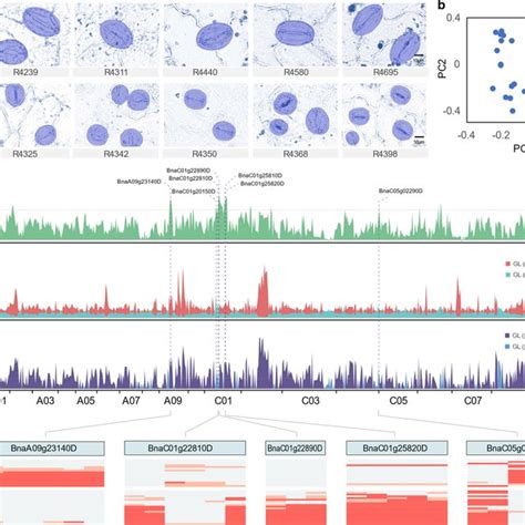Selective Sweep Analysis Of Guard Cell Length Differentiated Groups And