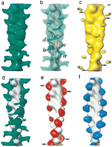 Identification Of The F Actin Binding Site By Difference Mapping A