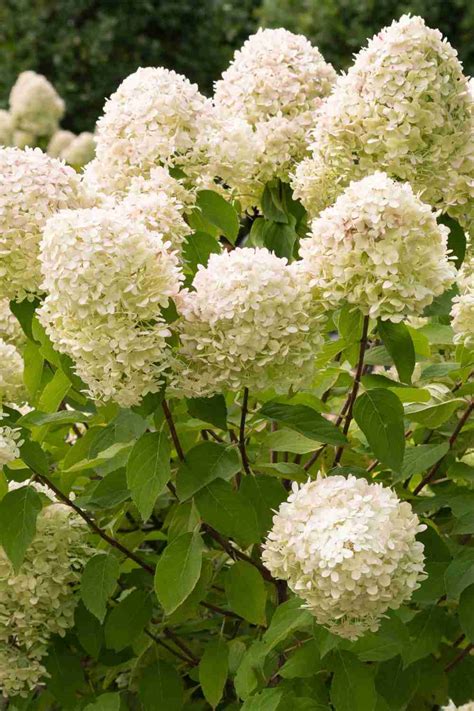 What Is The Best Hydrangea For Full Sun Top 3 Picks Hydrangea Love