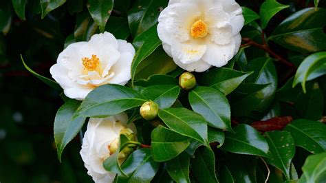 Camellia Problems 5 Issues To Avoid Gardeningetc