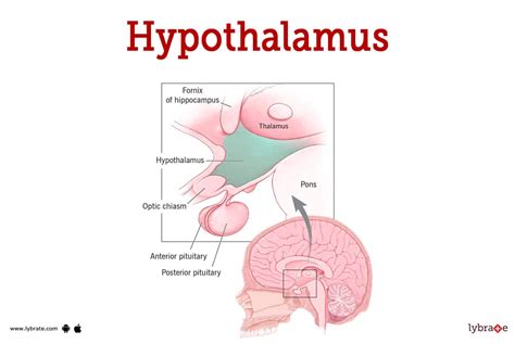 Hypothalamus