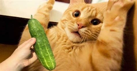 Create Meme Cat And Cucumber Cats Are Afraid Of Cucumbers Cucumber
