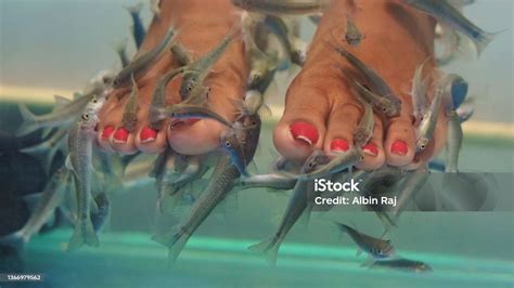 인도 여성은 생선 루파 가라 의사 물고기 니블 생선과 캥거 물고기와 스파 또는 발 페디큐어 또는 스킨 케어 치료를 즐길 수 있도록 물고기 탱크에 그녀의 다리를 침지 0명에