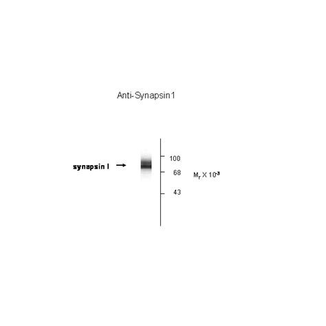 Buy Synapsin I Antibody Axil Scientific