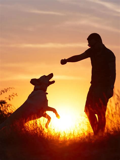 Cinco Consejos Para Ser Un Tutor De Perros Responsable Infobae
