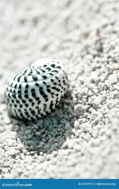 Small Sea Shell On A The Shore Of A Beach Stock Image Image Of Beach Alone 4751917