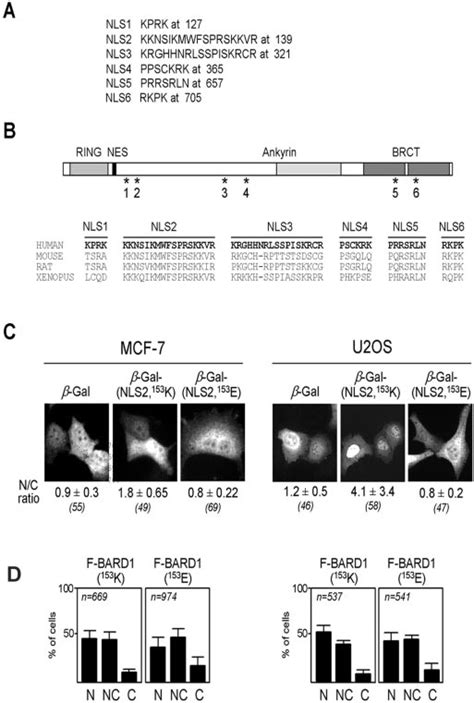 A Conserved N Terminal Nls Is Not Required For Bard1 Nuclear Download Scientific Diagram