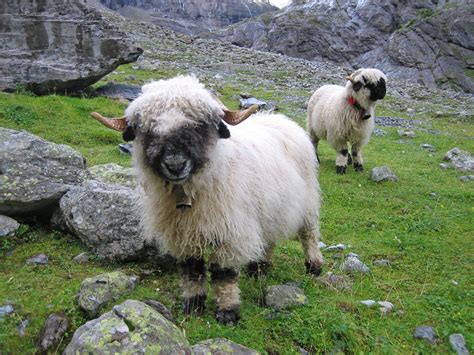 Walliser Shwarznasenschaf Valais Blacknose Sheep Need These