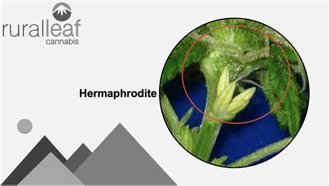 Identifying Cannabis Plant Sex — Rural Leaf