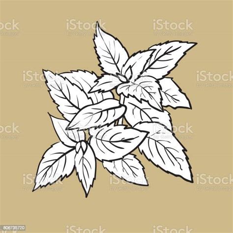 올리브 민트와 로즈마리 허브 향신료 재료 스케치 벡터 일러스트 레이 션 건강관리와 의술에 대한 스톡 벡터 아트 및 기타 이미지 건강관리와 의술 건강한 식생활 나뭇가지