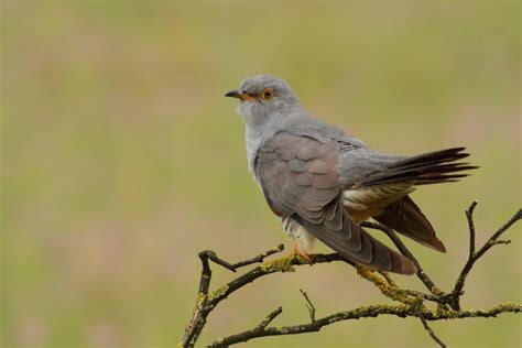 Cuco Común Birding Aragón