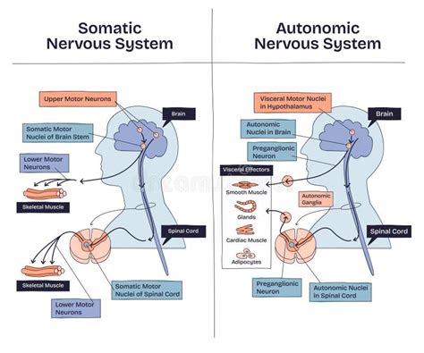 Sample Somatic Nervous System Pathways