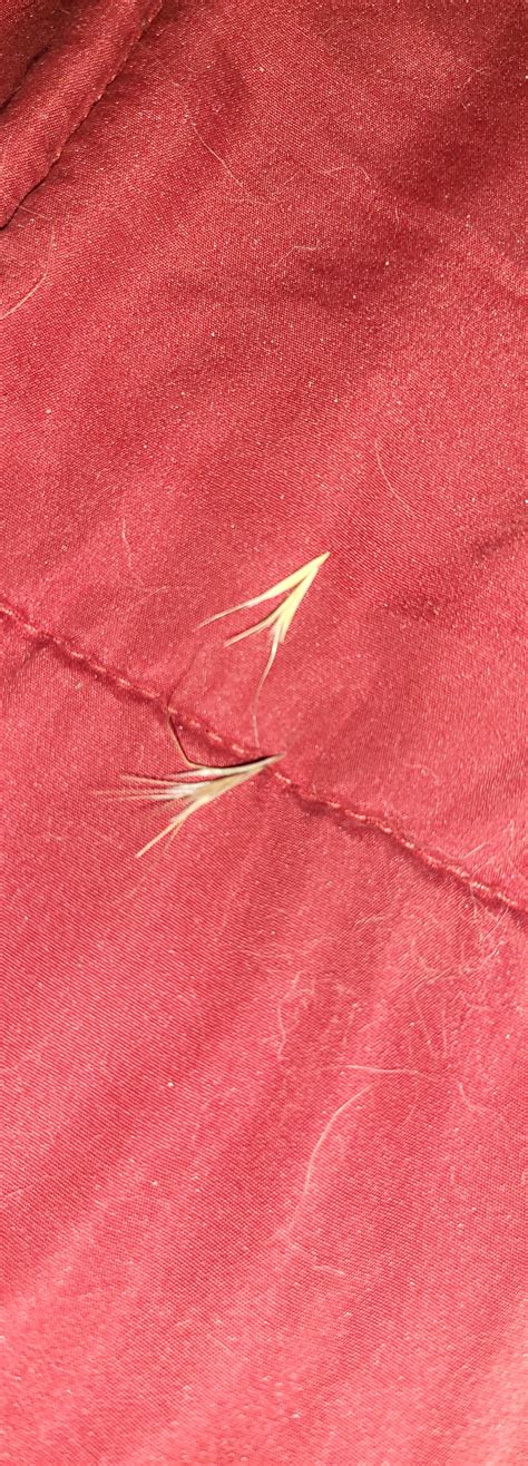 Is This Clothes Moth Larvae R Moths