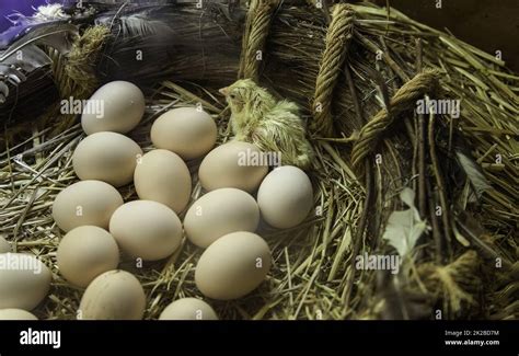 Hatching Eggs Using At Andre Riley Blog