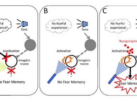 Shedding New Light On The Formation Of Emotional Fear Memories Neuroscience News