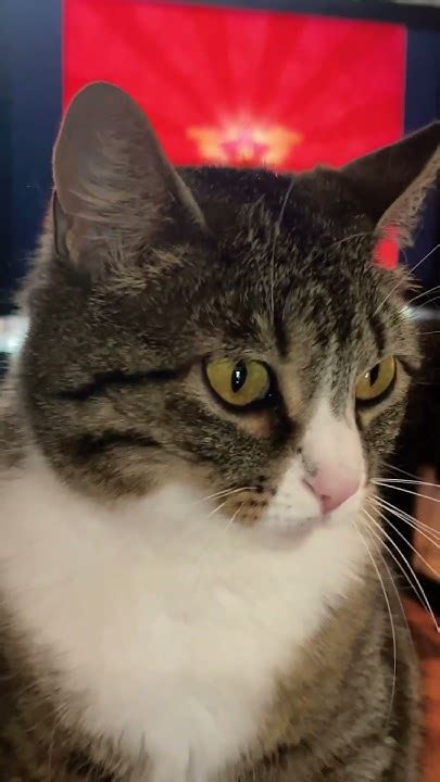 Kitty Communism Youtube