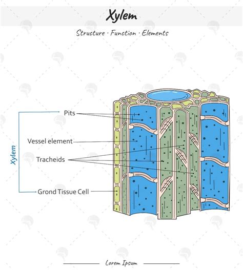 Xylem Structure · Function · Elements Biology Art Structure And