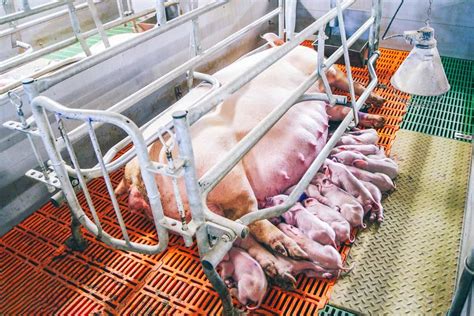 Gestation Crates Pros And Cons Stom