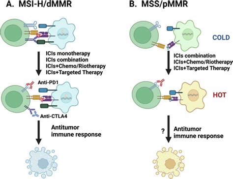 In Crc Tumors The Combination Of Icis With Other Treatment Modalities