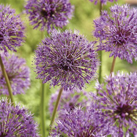 Kjempeløk Shing 8 Stk