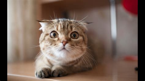 每天一个Python案例教学专业Python讲师详细讲解猫舍数据爬取并可视化步骤 YouTube