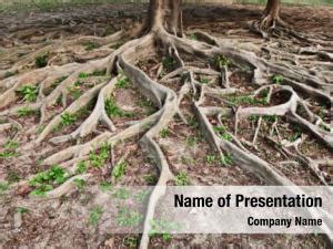 Bamboo Root PowerPoint Templates Bamboo Root PowerPoint Backgrounds Templates For PowerPoint