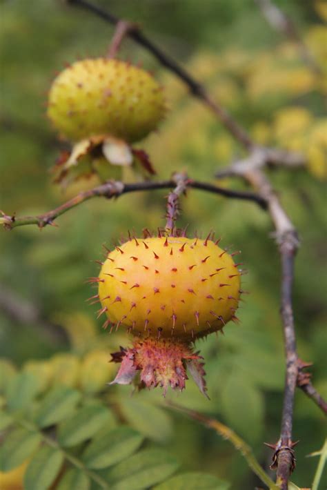 Rosa Roxburghii Pab 7331 Pan Global Plants