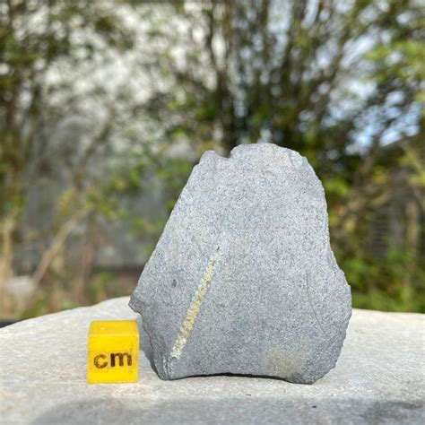 Graptolite Uk Fossils