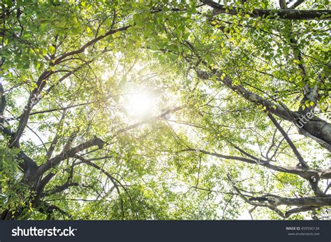 289 Image Pine Forest Sunlight Filtering Through Trees Images Stock Photos Vectors Shutterstock