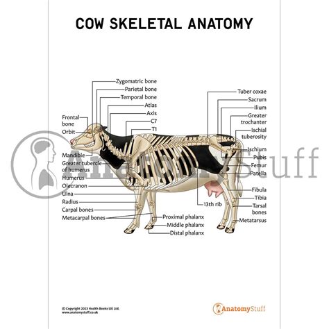 Cow Skeletal Anatomy Interactive And Printable Pdf Veterinary Anatomy