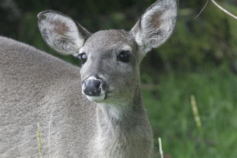 Venado Colprensa