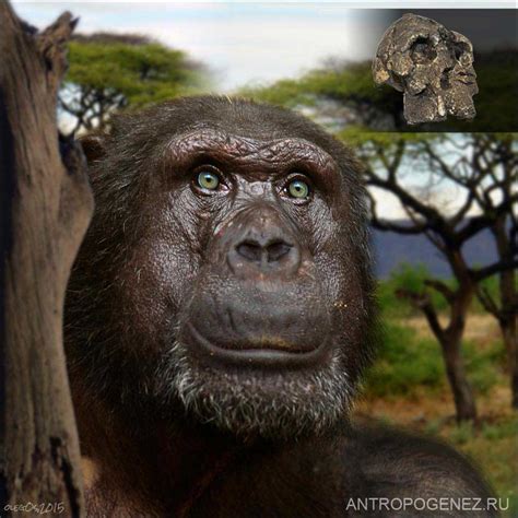 Kenyanthropus platyops | Кениантроп плосколицый - Антропогенез.РУ