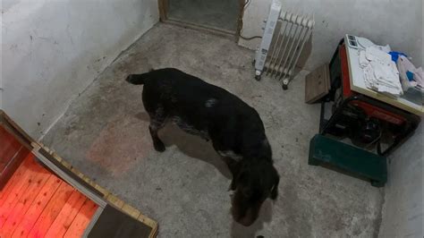 ლეკვების აღზრდა ნაწილი 2 Youtube