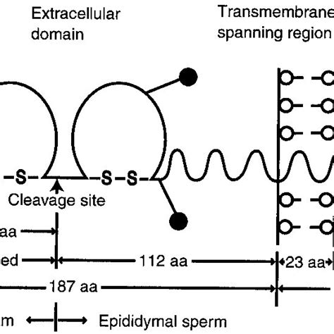Proposed Model For Sequential Proteolytic Processing Of Fertilin αβ