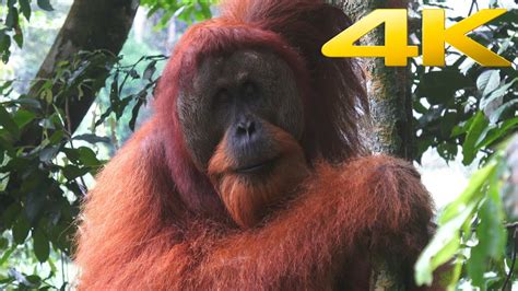 Indonesia Sumatra Rainforest Borneo And Sumatra Wwf World Wildlife